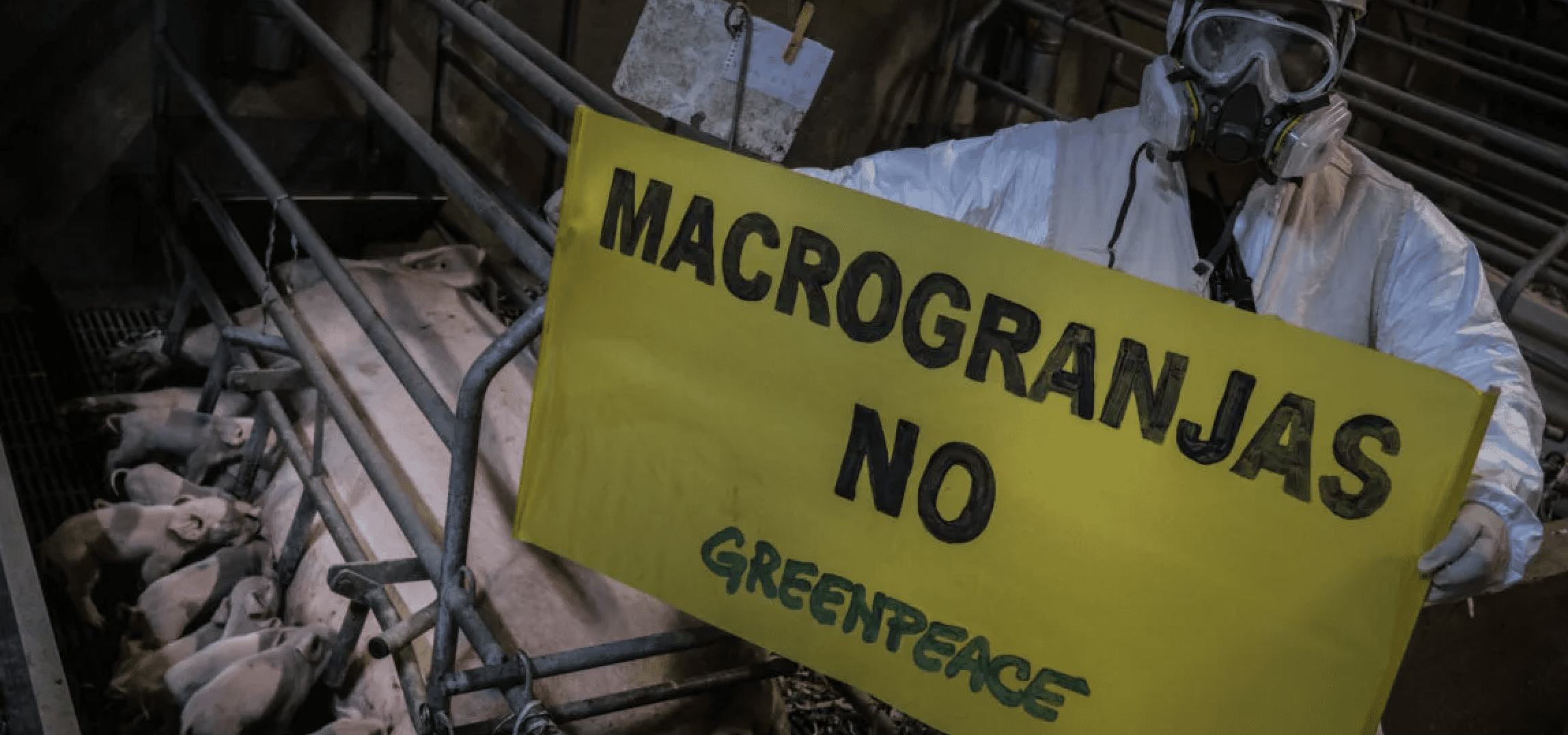 Greenpeace denuncia el auge de las emisiones de las macrogranjas ...