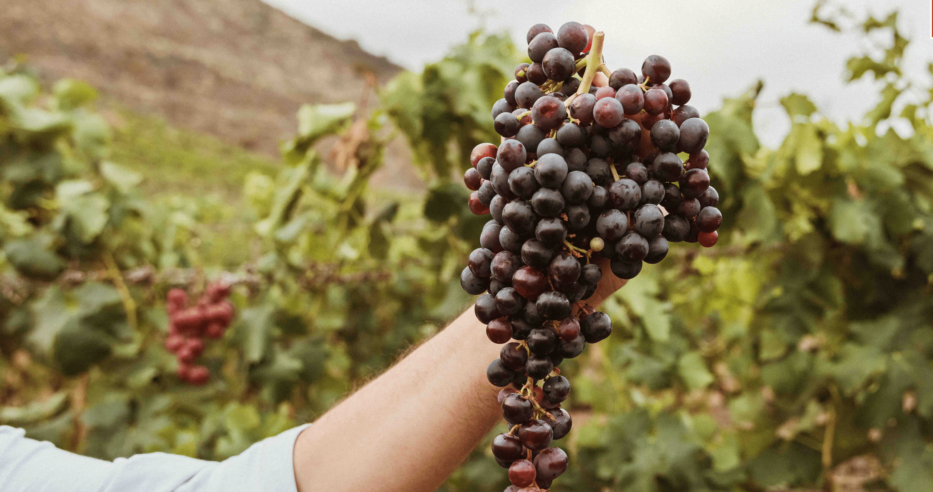 Aldi lanza la iniciativa 'Fecha de Extinción' para visibilizar los ...