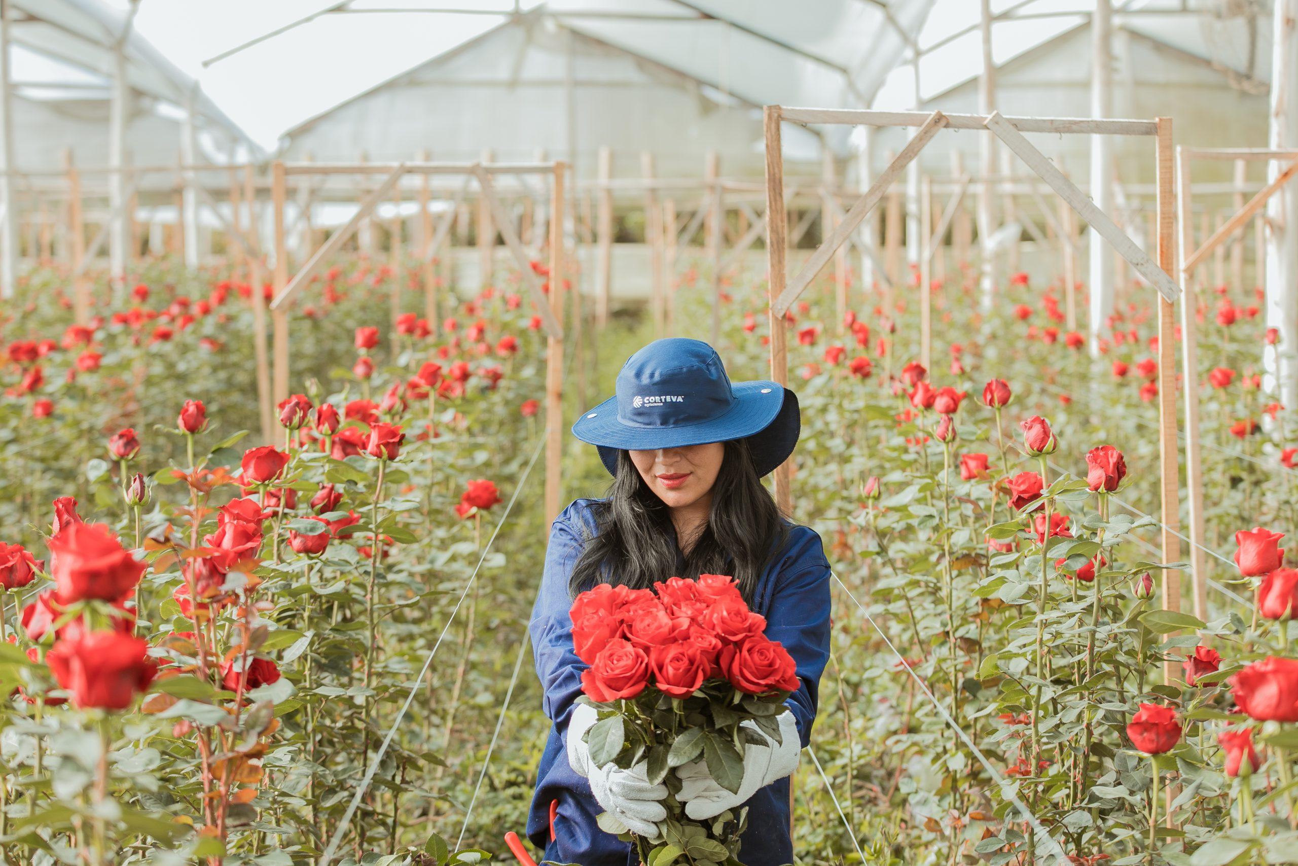 El secreto detrás de la producción de flores en San Valentín ...